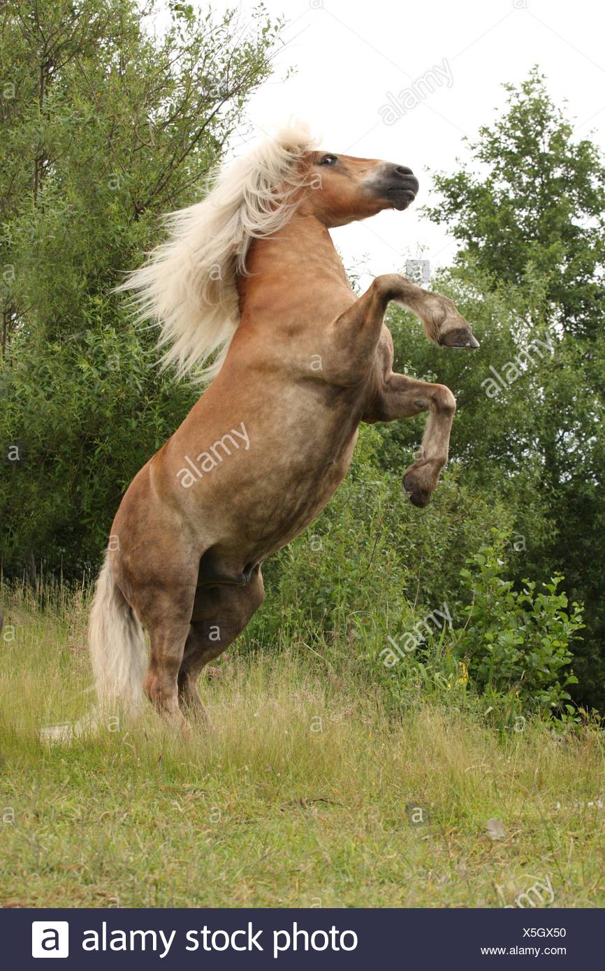 Haflinger Horse Rearing Stockfotos und -bilder Kaufen - Alamy