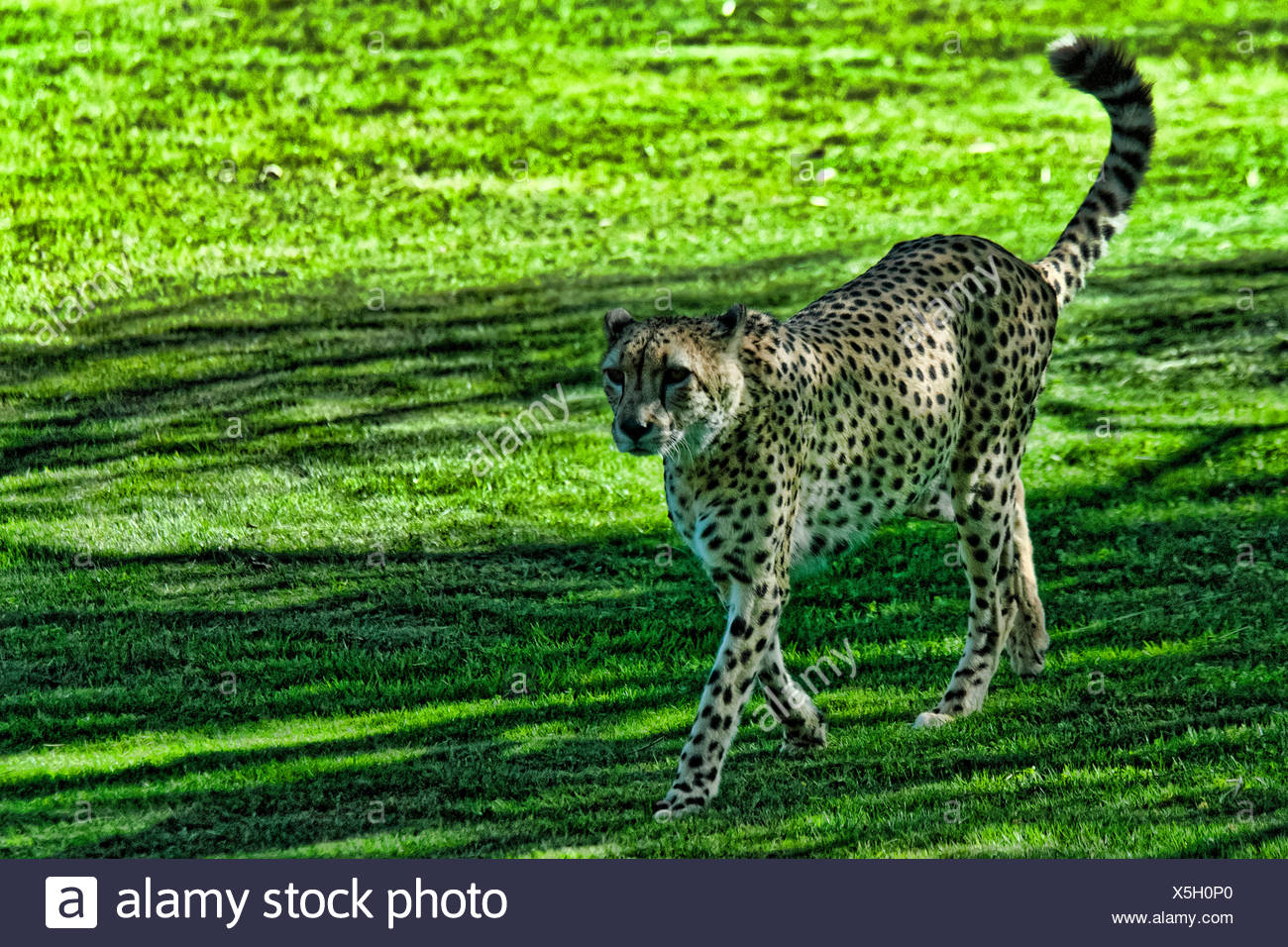 Leopard Jagen Stockfotos und -bilder Kaufen - Alamy