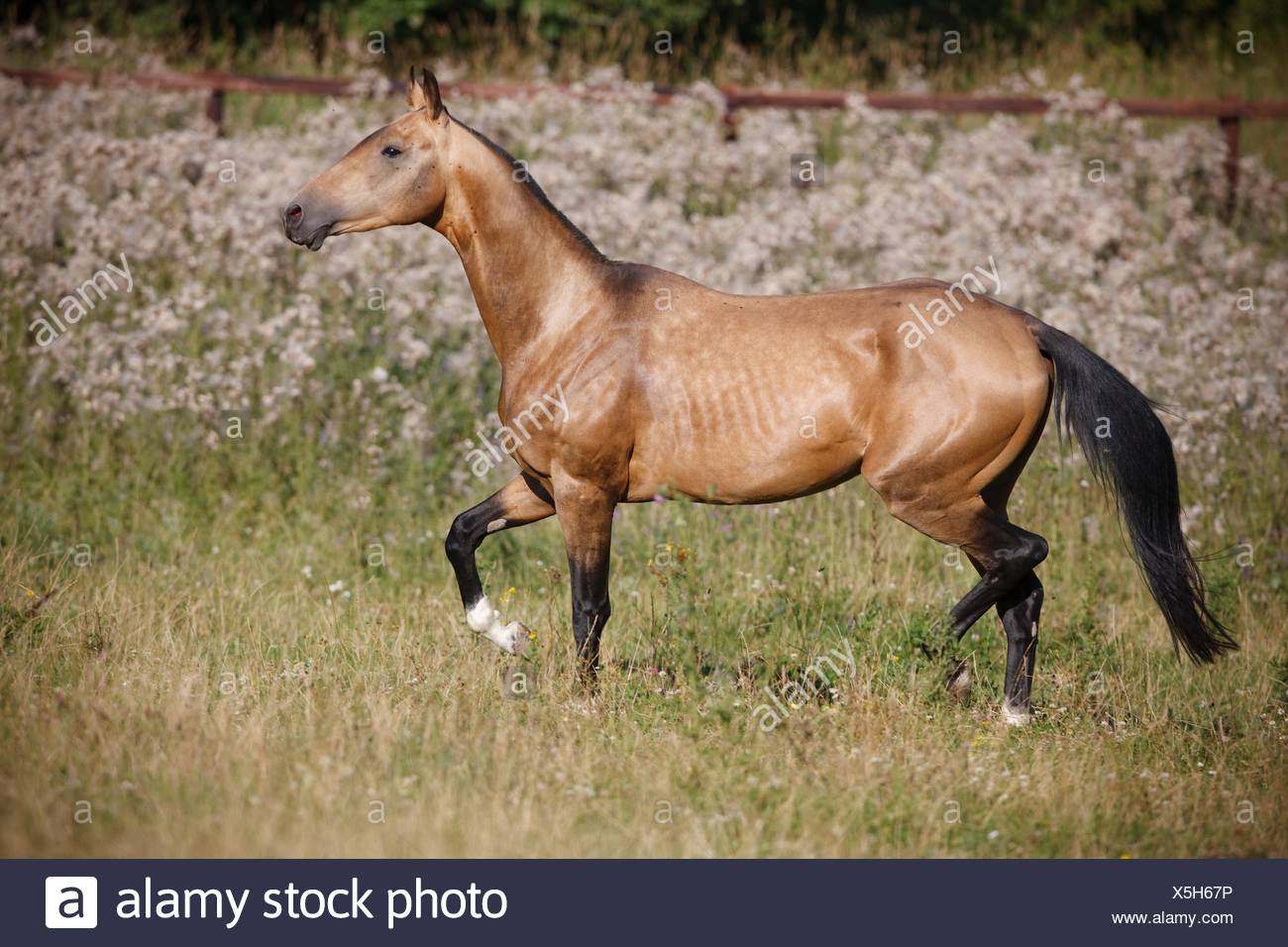 Achal Tekkiner Stockfotos und -bilder Kaufen - Alamy