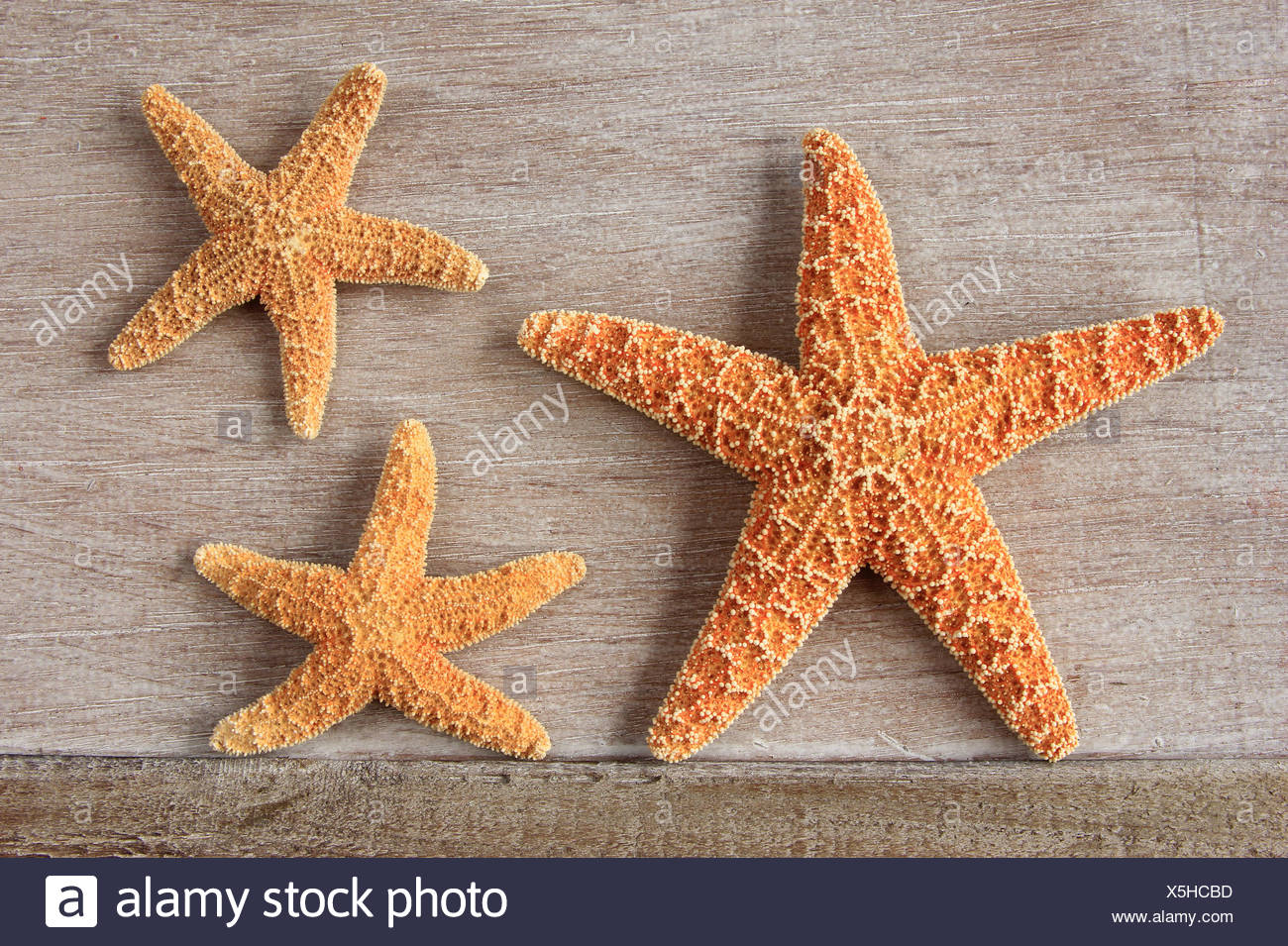 Nordsee Seestern Stockfotos & Nordsee Seestern Bilder - Alamy