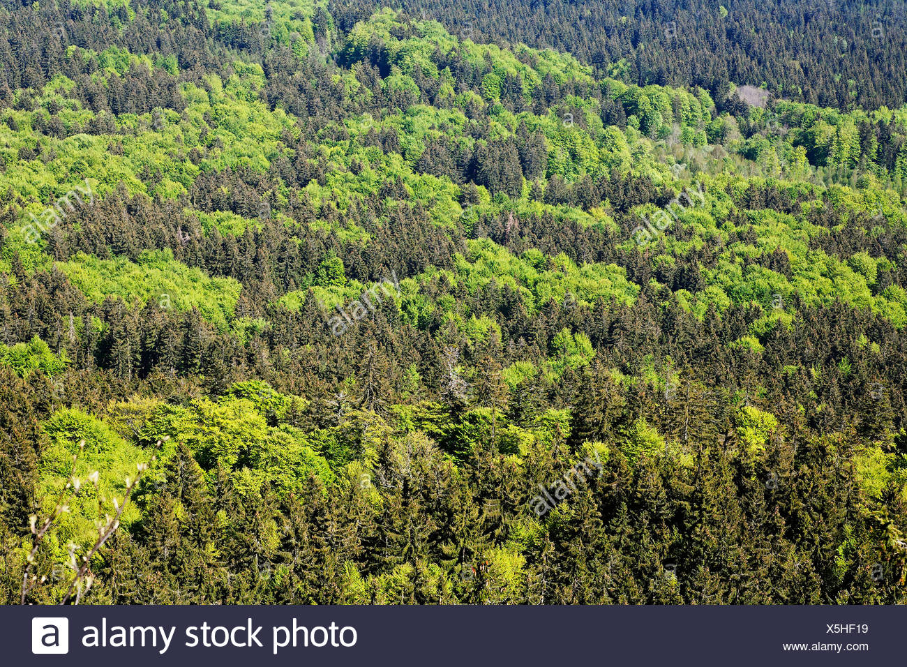 Bayerischer Wald Stockfotos und -bilder Kaufen - Alamy