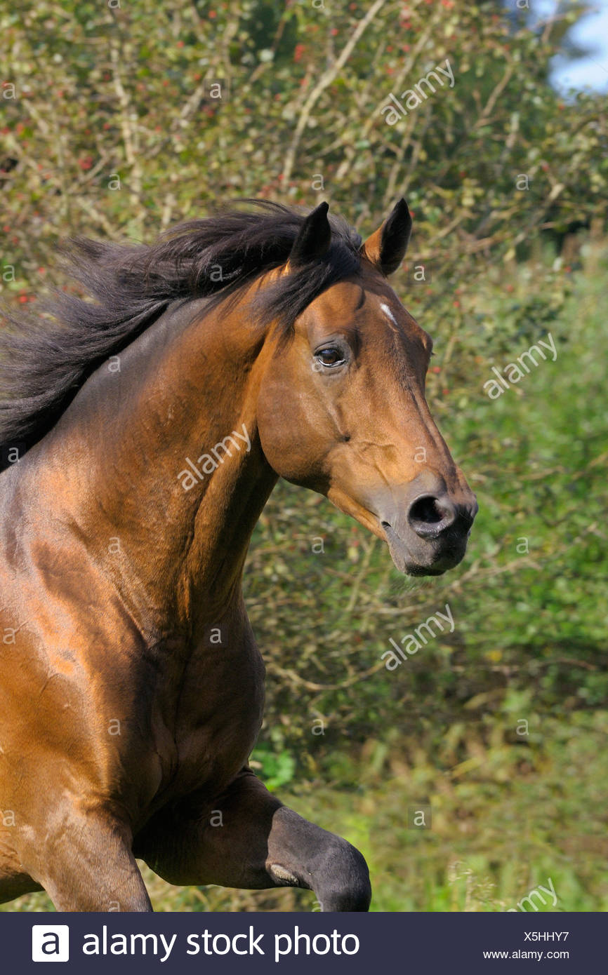 Holsteiner Horse Portrait Stockfotos und -bilder Kaufen - Seite 2 - Alamy