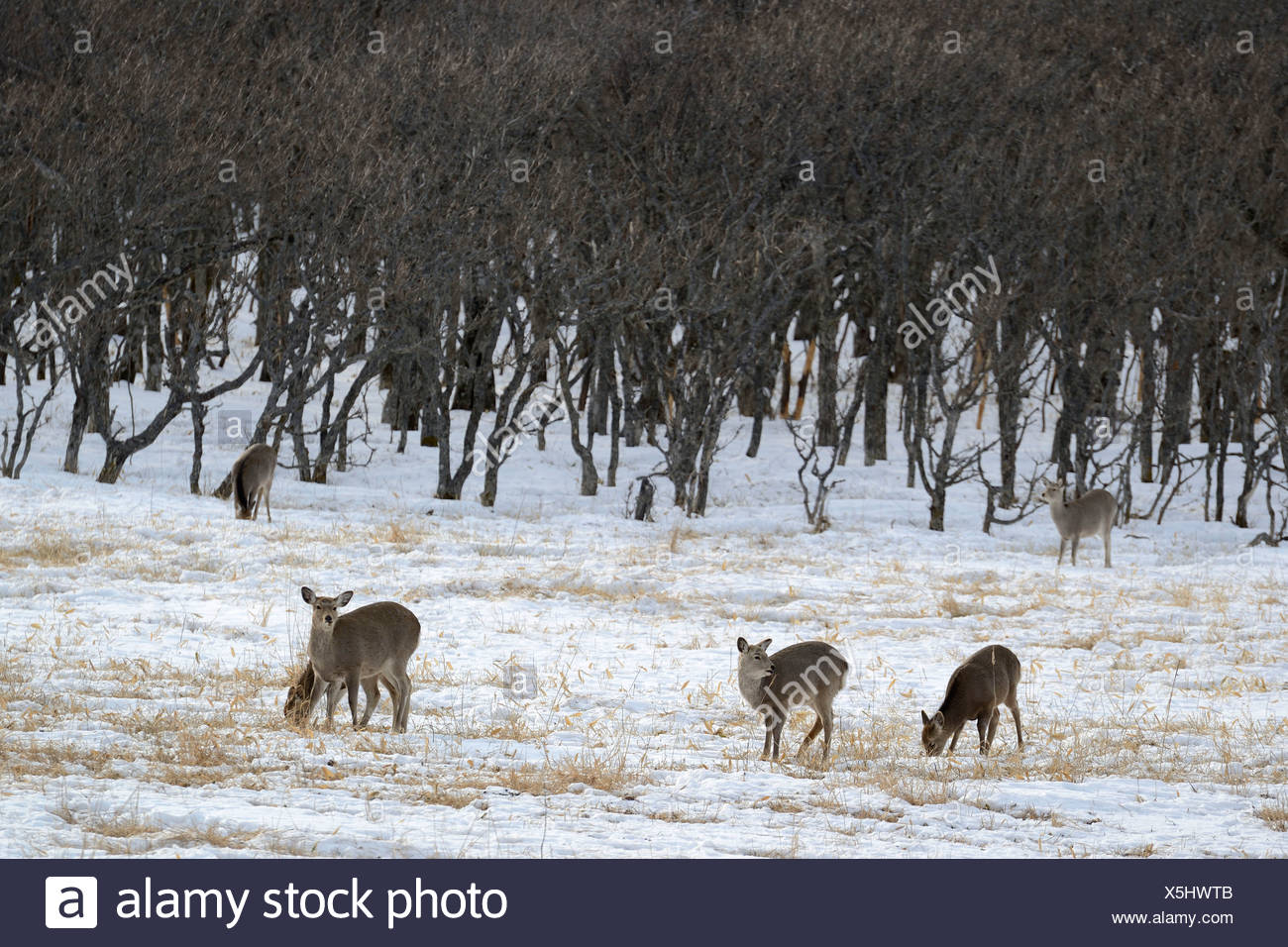 Gesichtetes Reh Stockfotos und -bilder Kaufen - Alamy