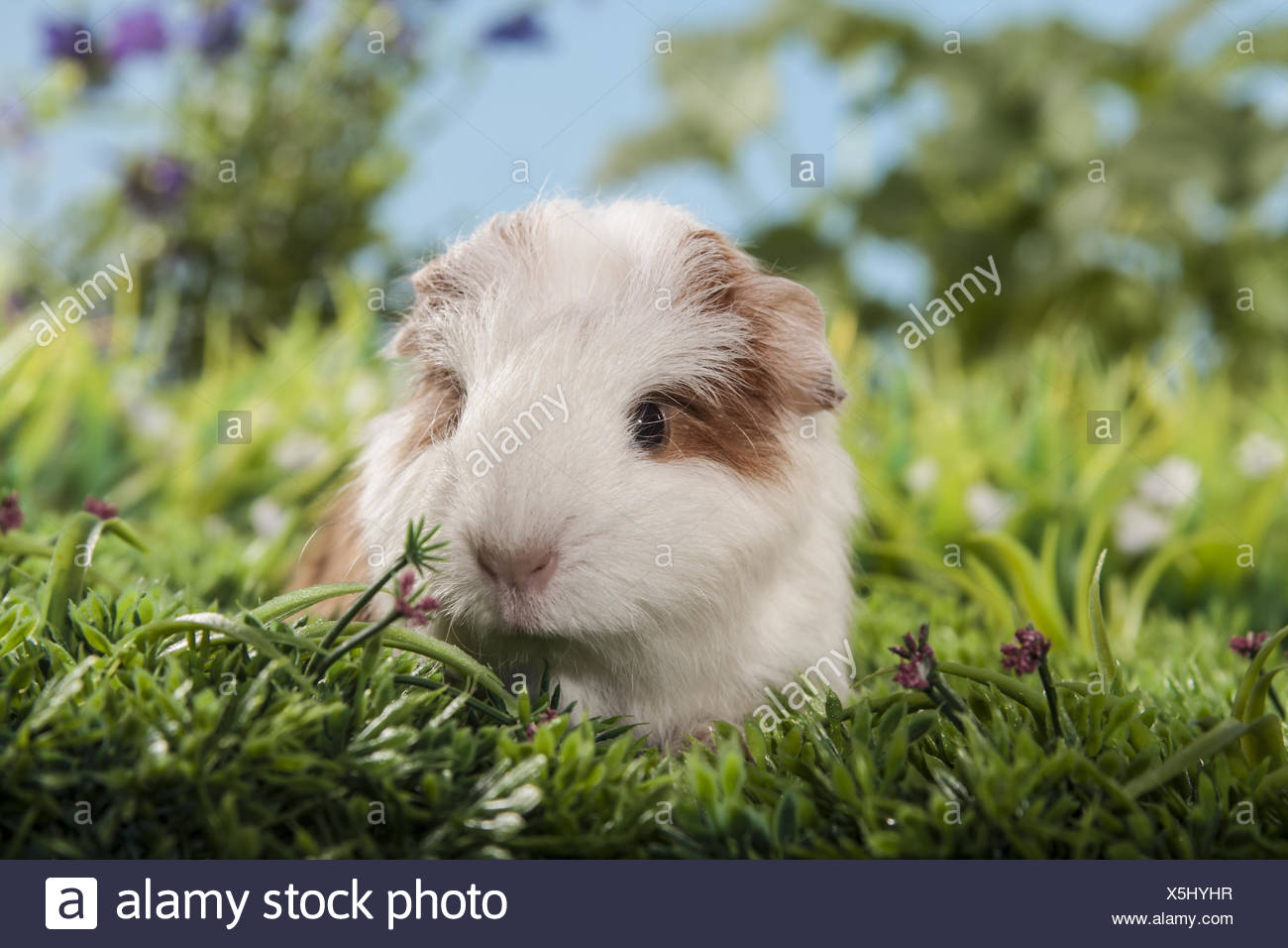 Kleines Meerschweinchen Stockfotos und -bilder Kaufen - Alamy
