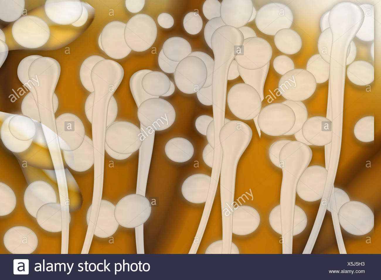 Yeast Cell Stockfotos und -bilder Kaufen - Alamy