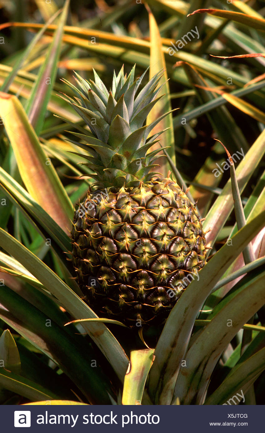 Pineapple Plantation Stockfotos und -bilder Kaufen - Alamy
