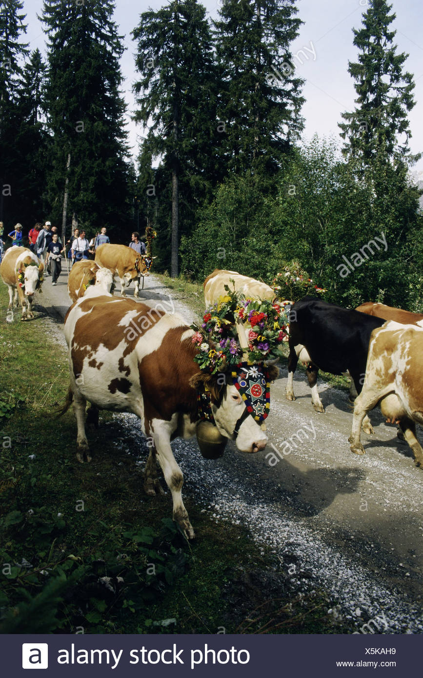 Almabtrieb Alpen Stockfotos und -bilder Kaufen - Alamy