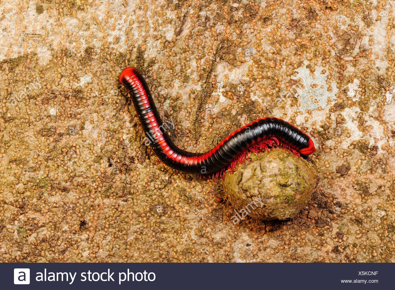 Thousand Leggers Stockfotos & Thousand Leggers Bilder - Alamy