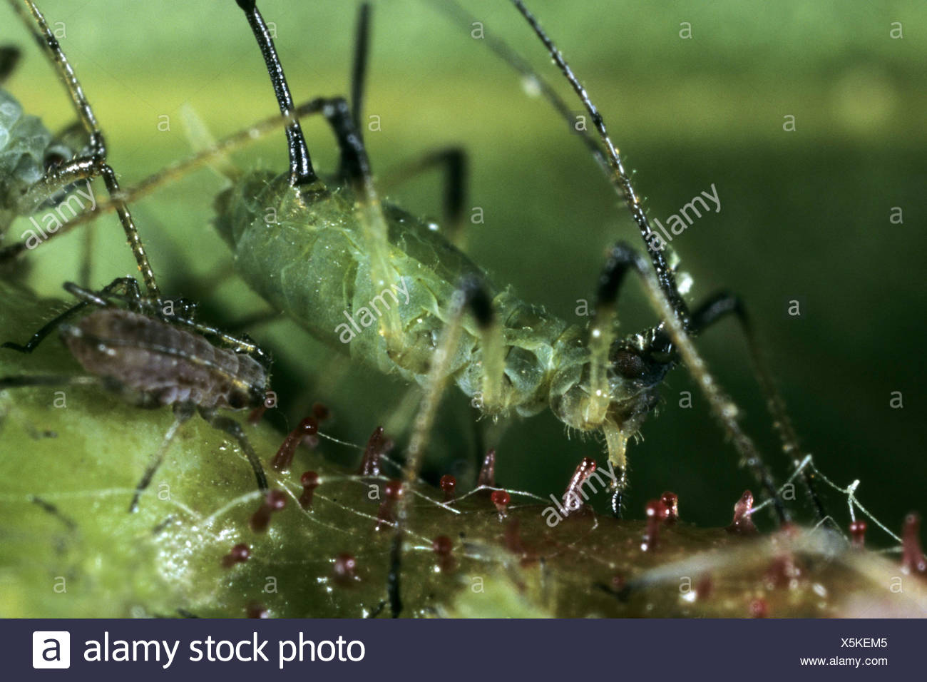 Große Rosenblattlaus Stockfotos und -bilder Kaufen - Alamy