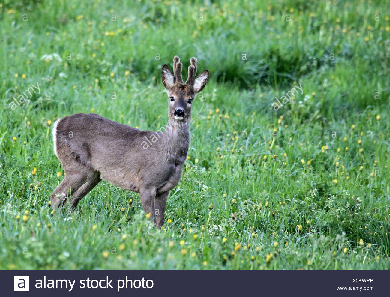 Weibliches Reh Stockfotos & Weibliches Reh Bilder - Seite 2 - Alamy