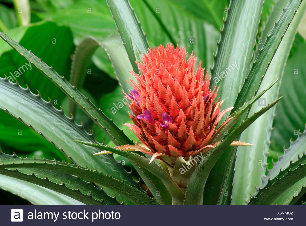 Ananas Blume Stockfotos & Ananas Blume Bilder - Alamy
