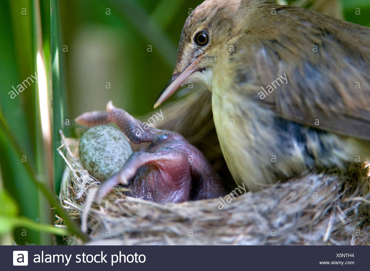Cuckoo Eggs European Stockfotos und -bilder Kaufen - Alamy