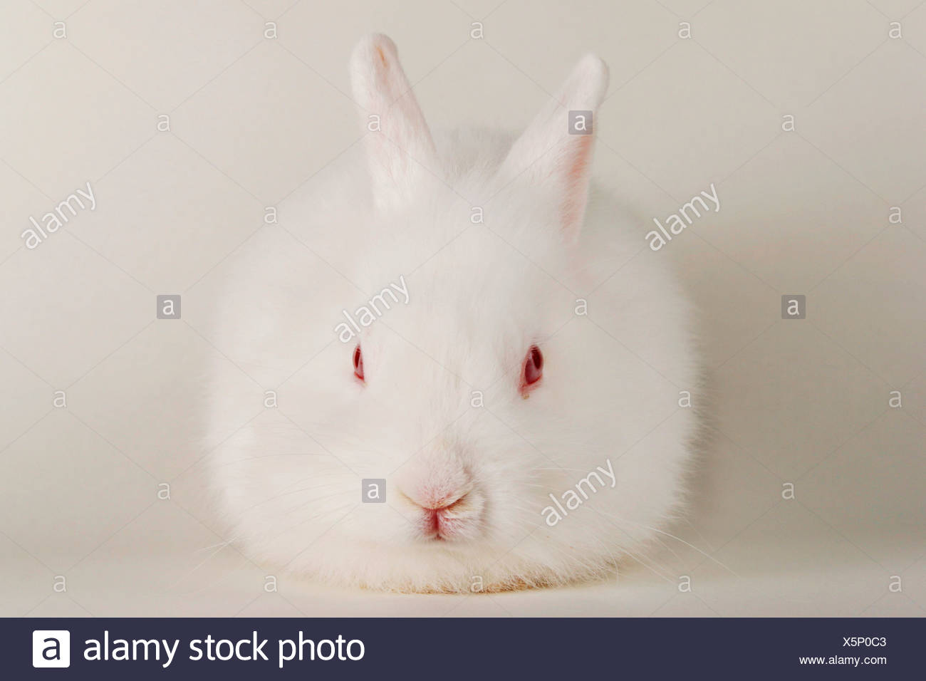 Weißer Hase Stockfotos & Weißer Hase Bilder - Alamy