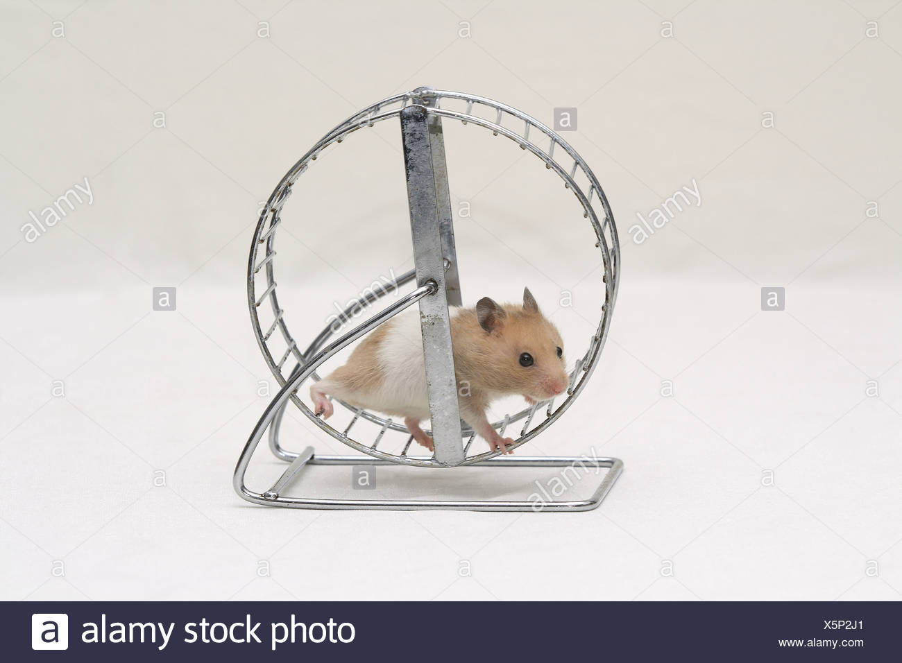 Golden Hamster Running Wheel Stockfotos und -bilder Kaufen - Alamy