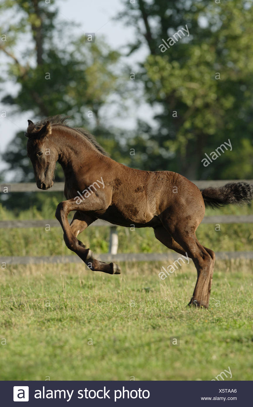 Friesen Fohlen Stockfotos und -bilder Kaufen - Alamy