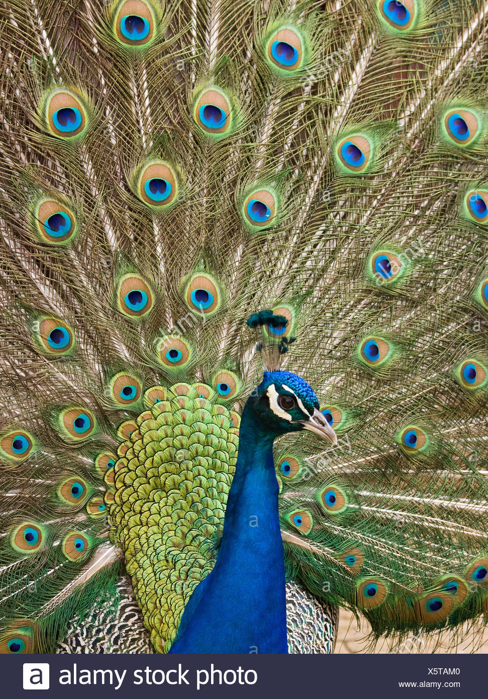 Blaue Tiere Stockfotos und -bilder Kaufen - Alamy