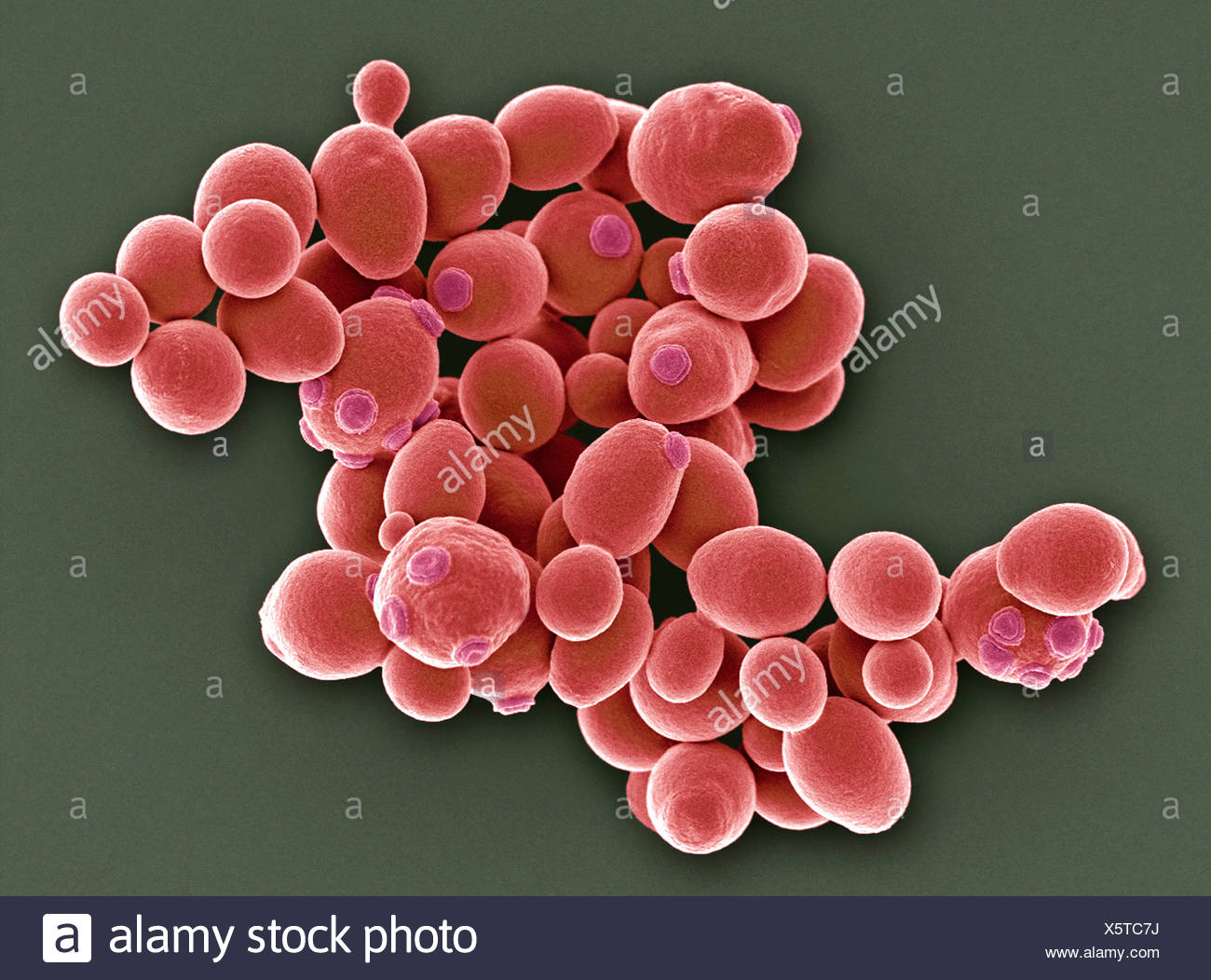 Yeast Sem Stockfotos und -bilder Kaufen - Alamy