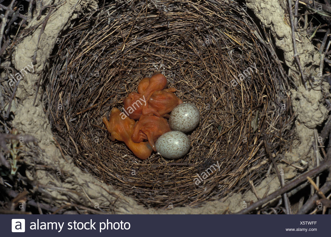 Cuckoo Eggs European Stockfotos und -bilder Kaufen - Alamy