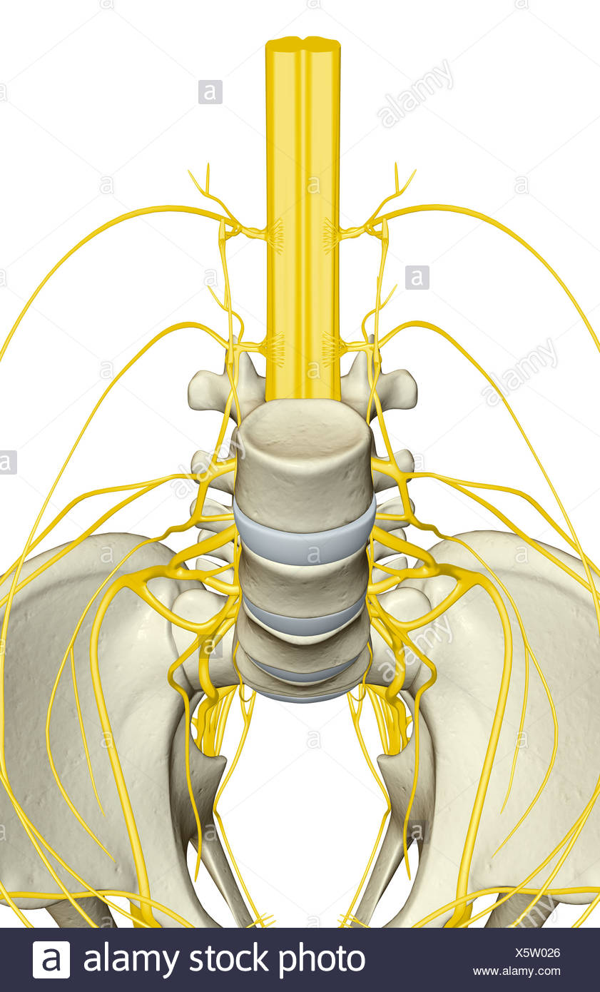 Menschlicher Ischiasnerv Stockfotos und -bilder Kaufen - Alamy