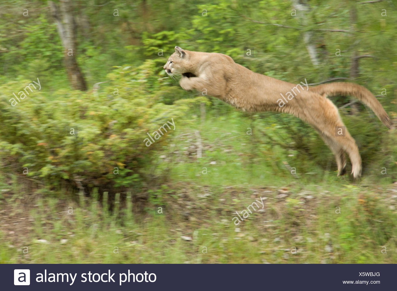 Puma Concolor Jumping Stockfotos & Puma Concolor Jumping Bilder - Alamy