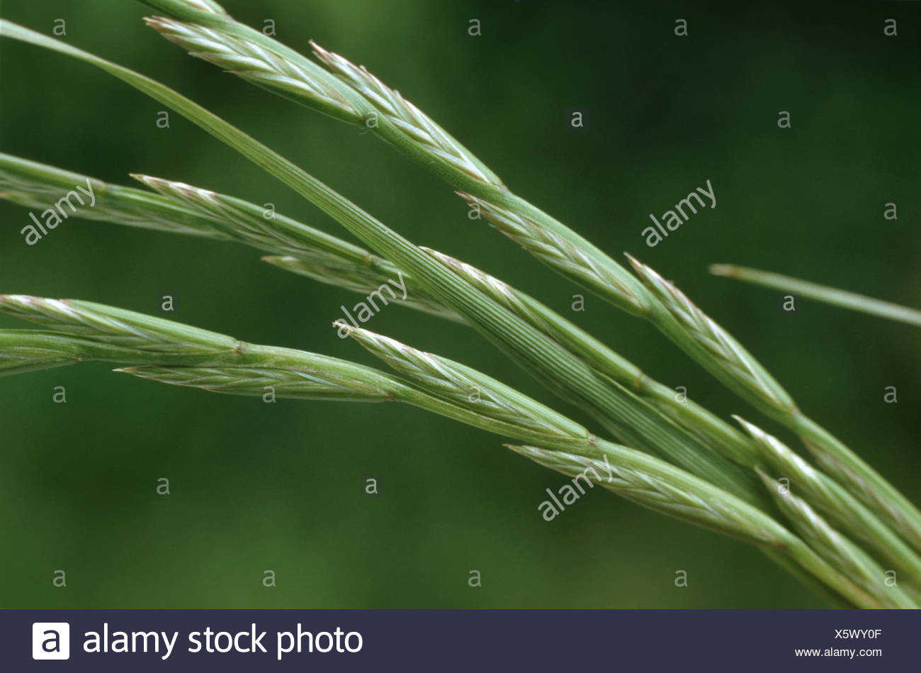 Deutsches Weidelgras Stockfotos und -bilder Kaufen - Alamy