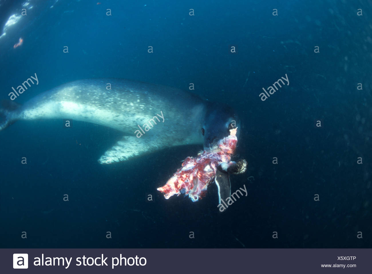 Leopard Seal Underwater Stockfotos & Leopard Seal Underwater Bilder - Alamy