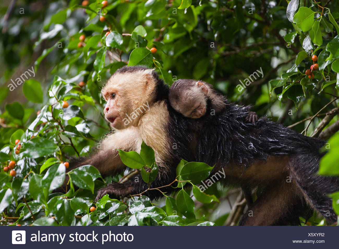Weißer Affe Stockfotos & Weißer Affe Bilder - Alamy