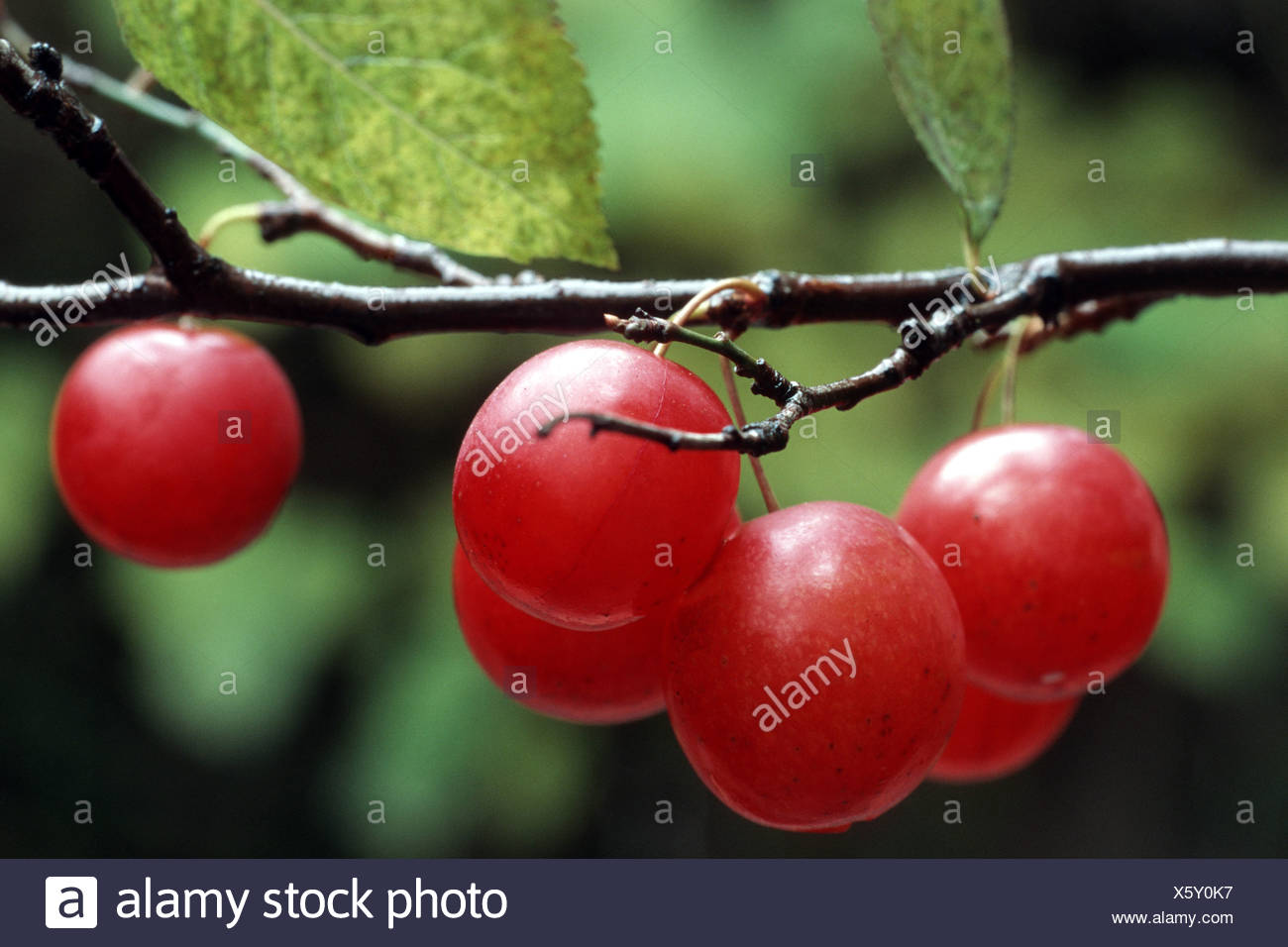 Amerikanische Wildpflaume Stockfotos und -bilder Kaufen - Alamy