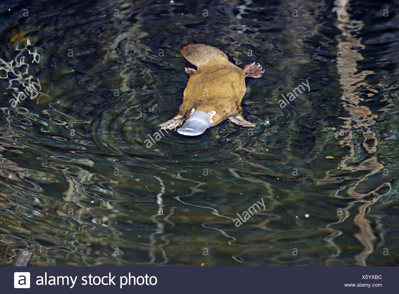 Platypus Front View Stockfotos und -bilder Kaufen - Alamy