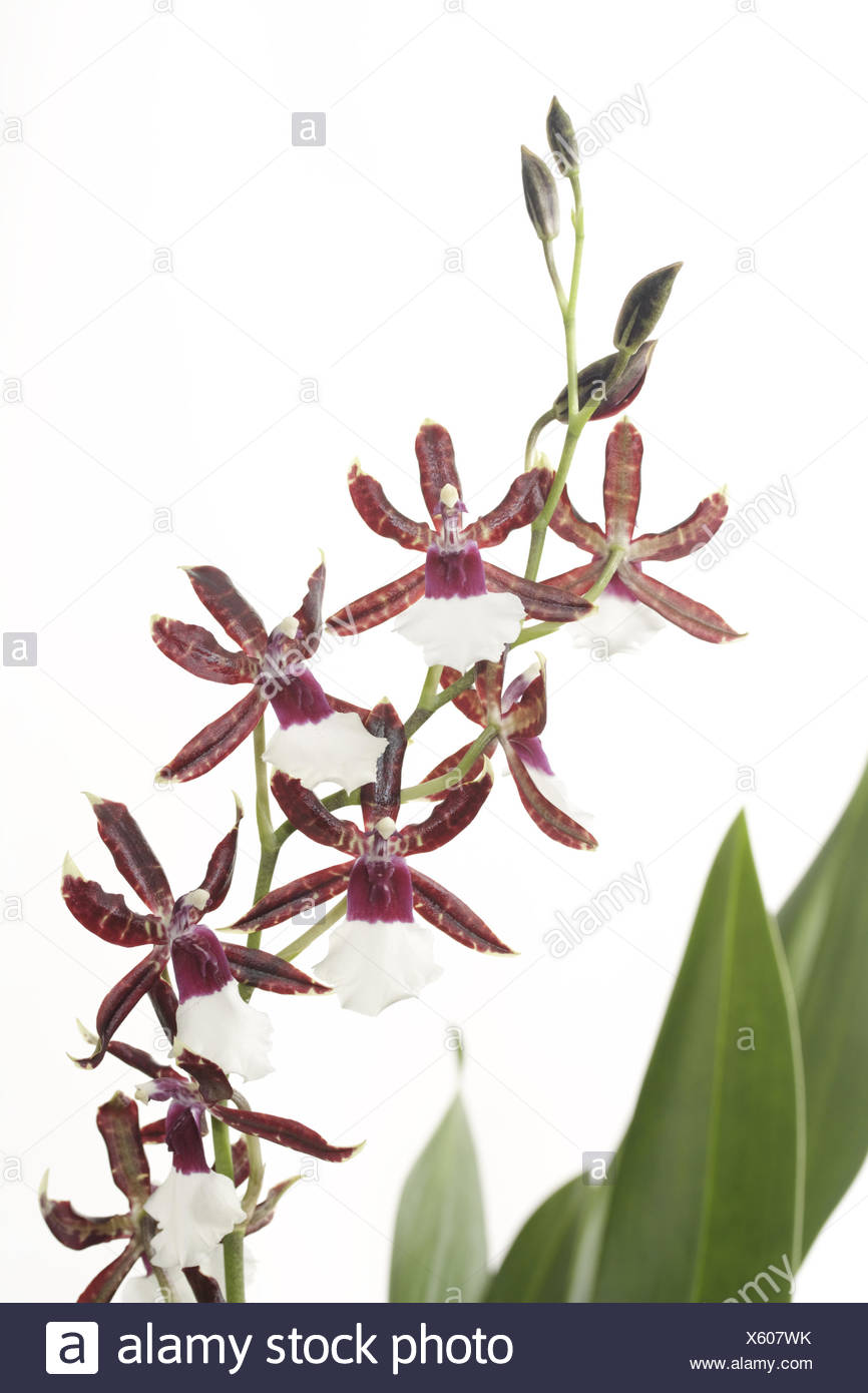 Cambria Orchidee Stockfotos und -bilder Kaufen - Alamy