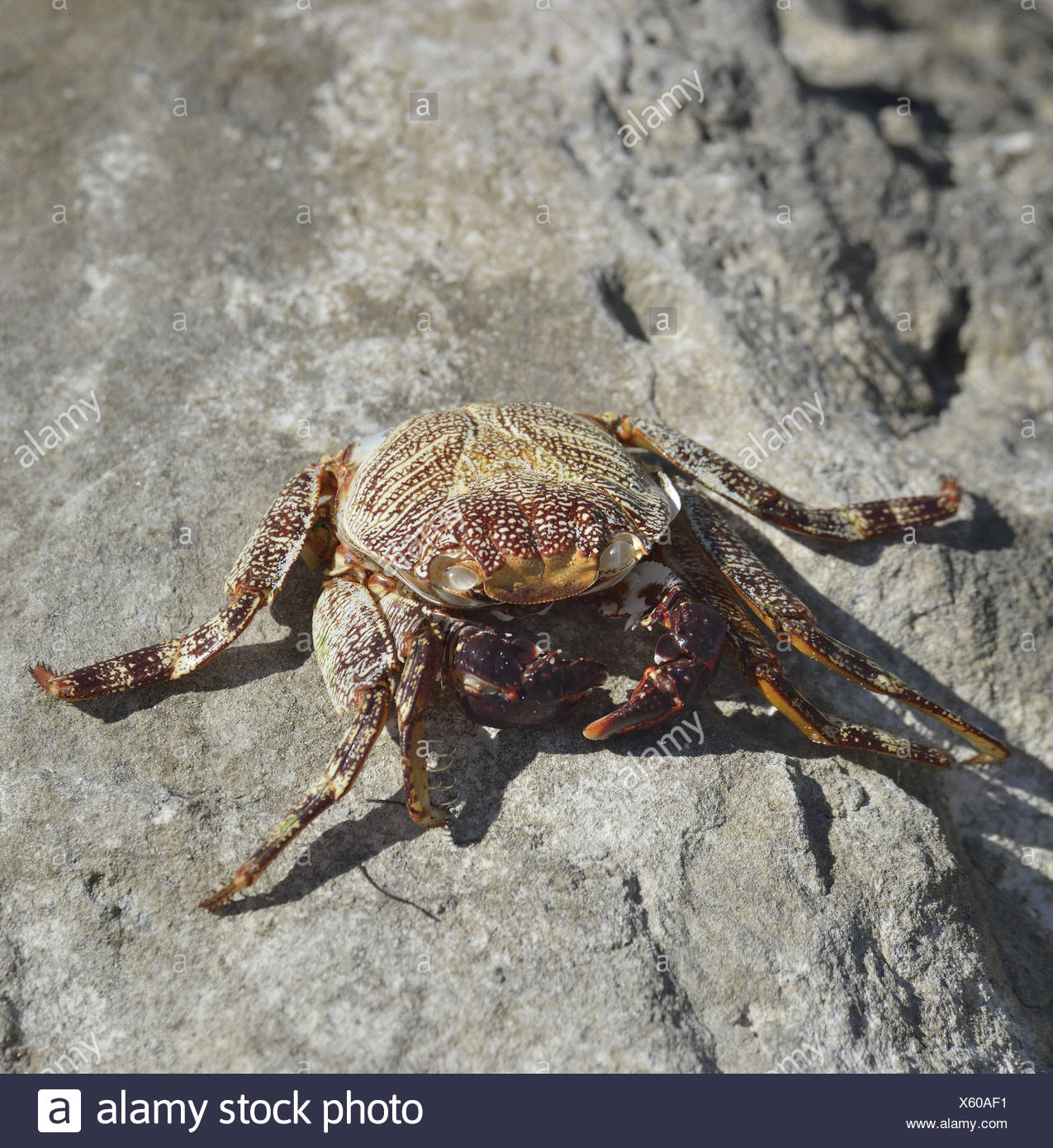 Bunte Krabbe Stockfotos und -bilder Kaufen - Alamy