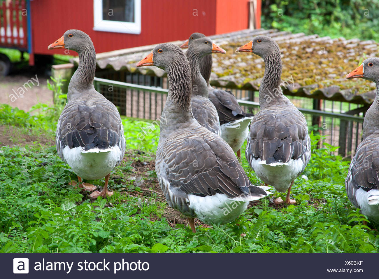Haus Gans Stockfotos & Haus Gans Bilder - Alamy