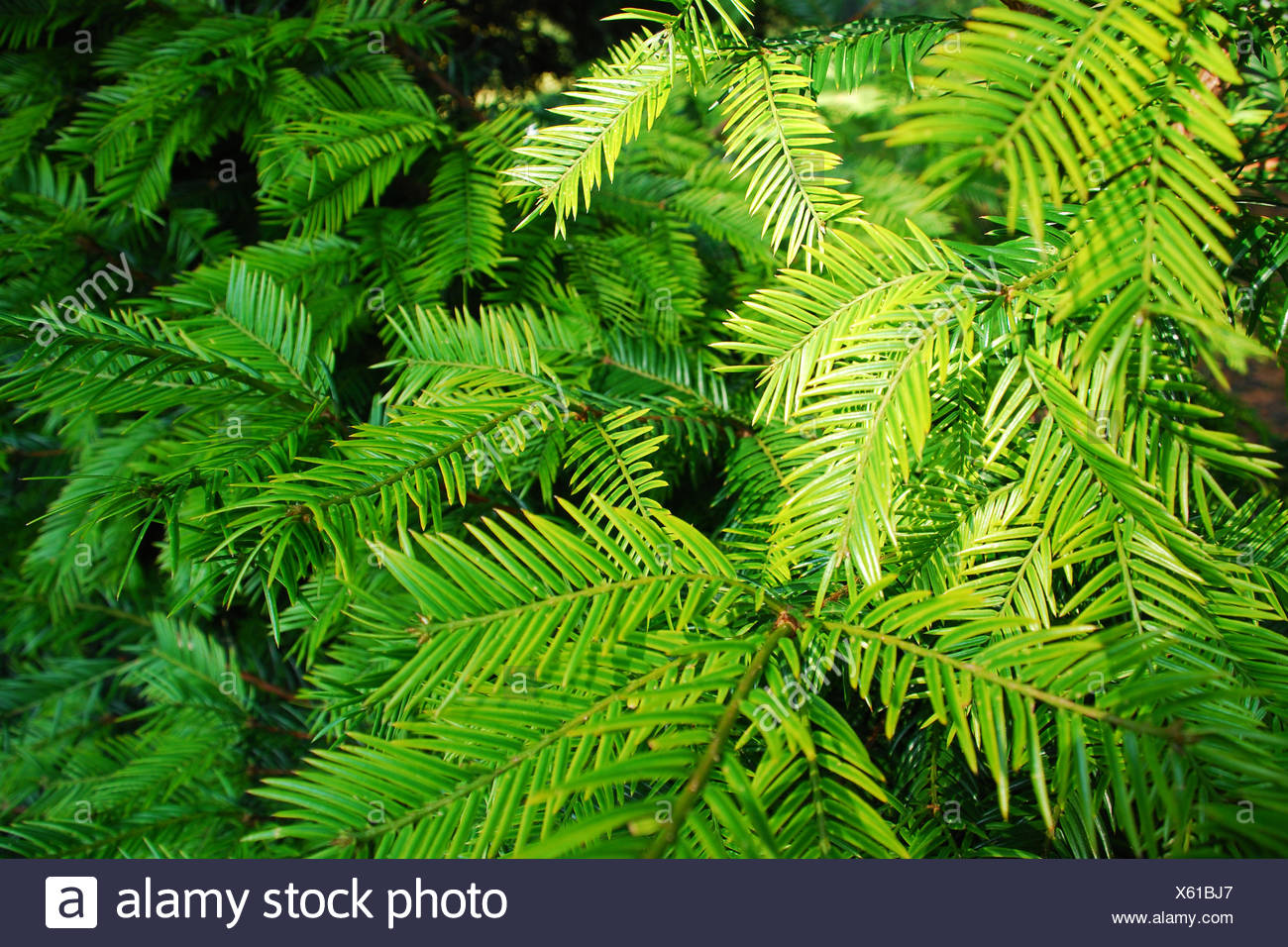 Nadelbaum Nadeln Stockfotos & Nadelbaum Nadeln Bilder - Alamy