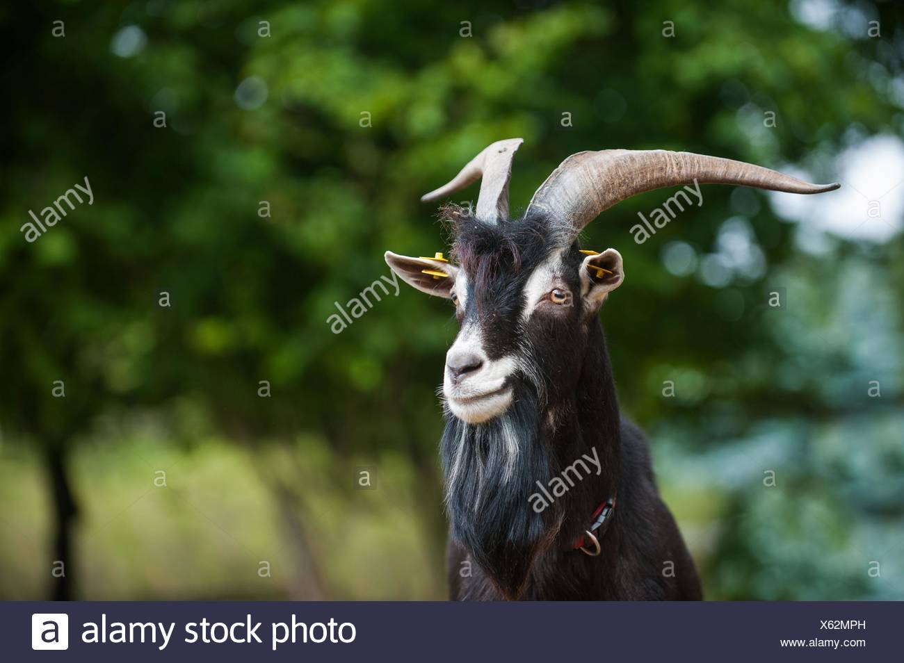 Ziegen Sommer Stockfotos und -bilder Kaufen - Alamy