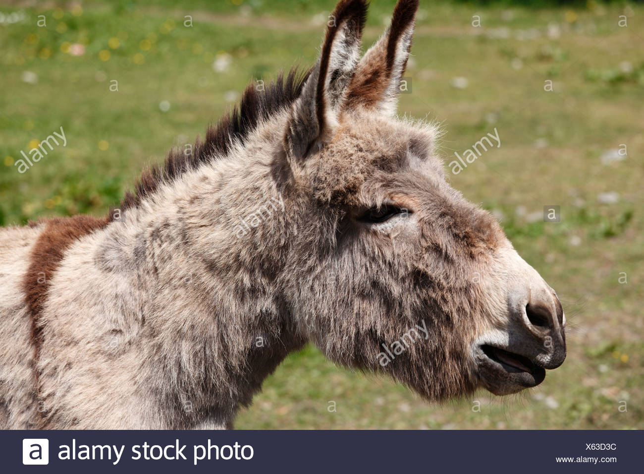 Esel Seitenansicht Stockfotos & Esel Seitenansicht Bilder - Alamy