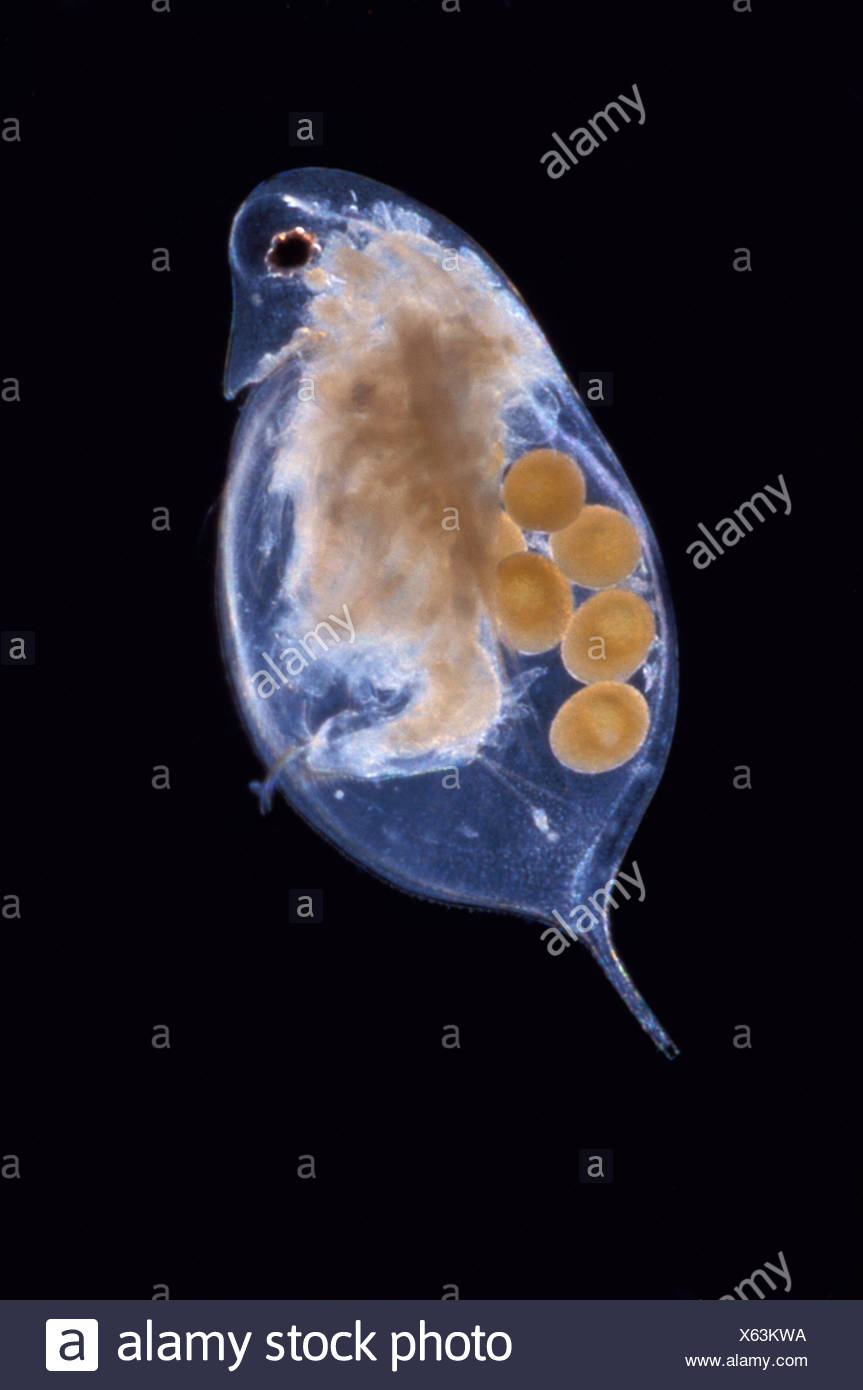 Daphnia Species Stockfotos und -bilder Kaufen - Alamy