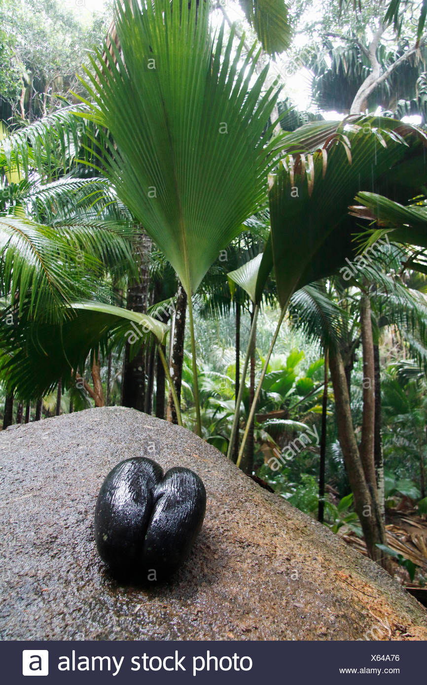 Coco De Mer Palme Stockfotos und -bilder Kaufen - Alamy