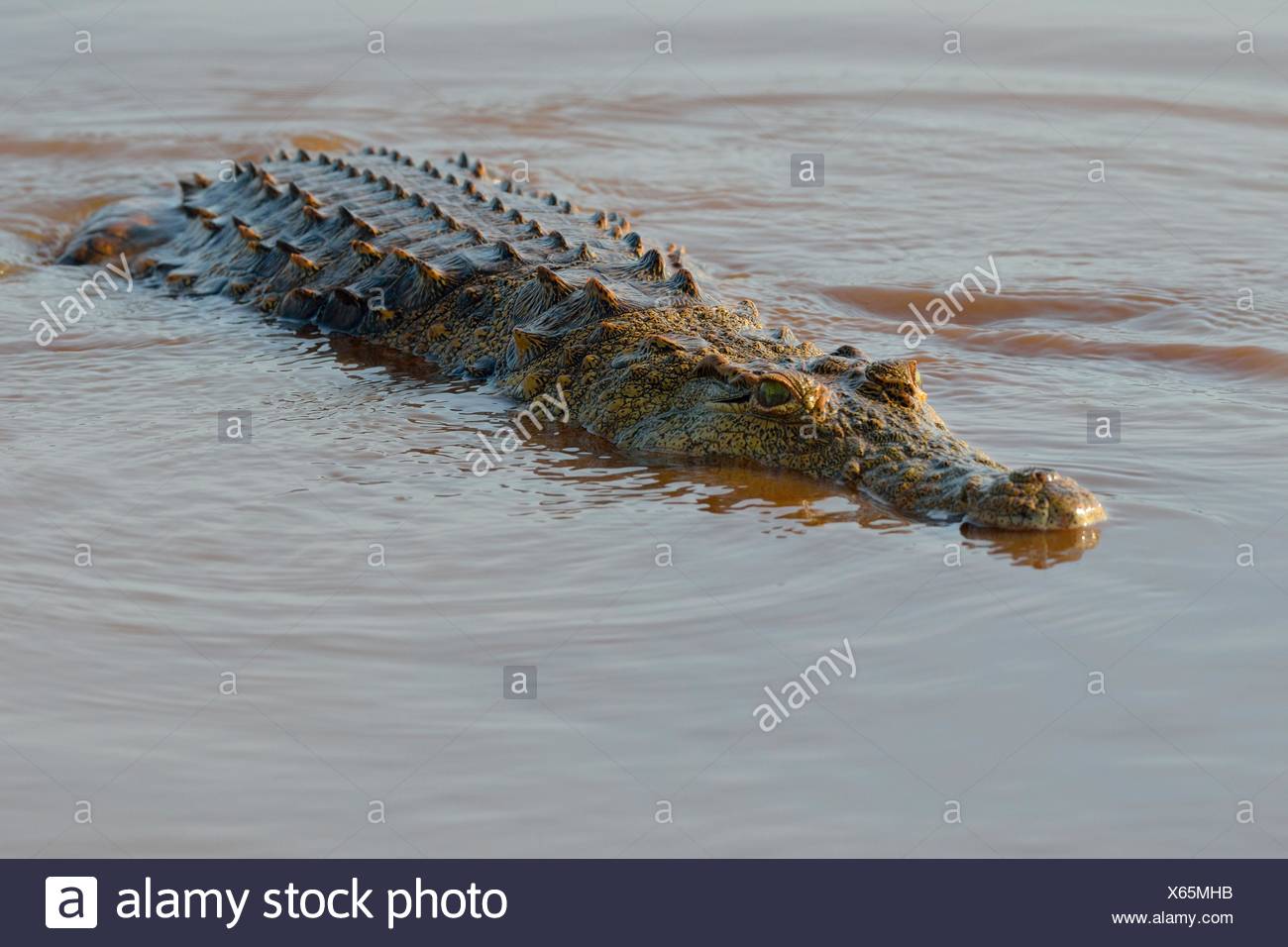 Atmosphere Crocodile Stockfotos und -bilder Kaufen - Alamy
