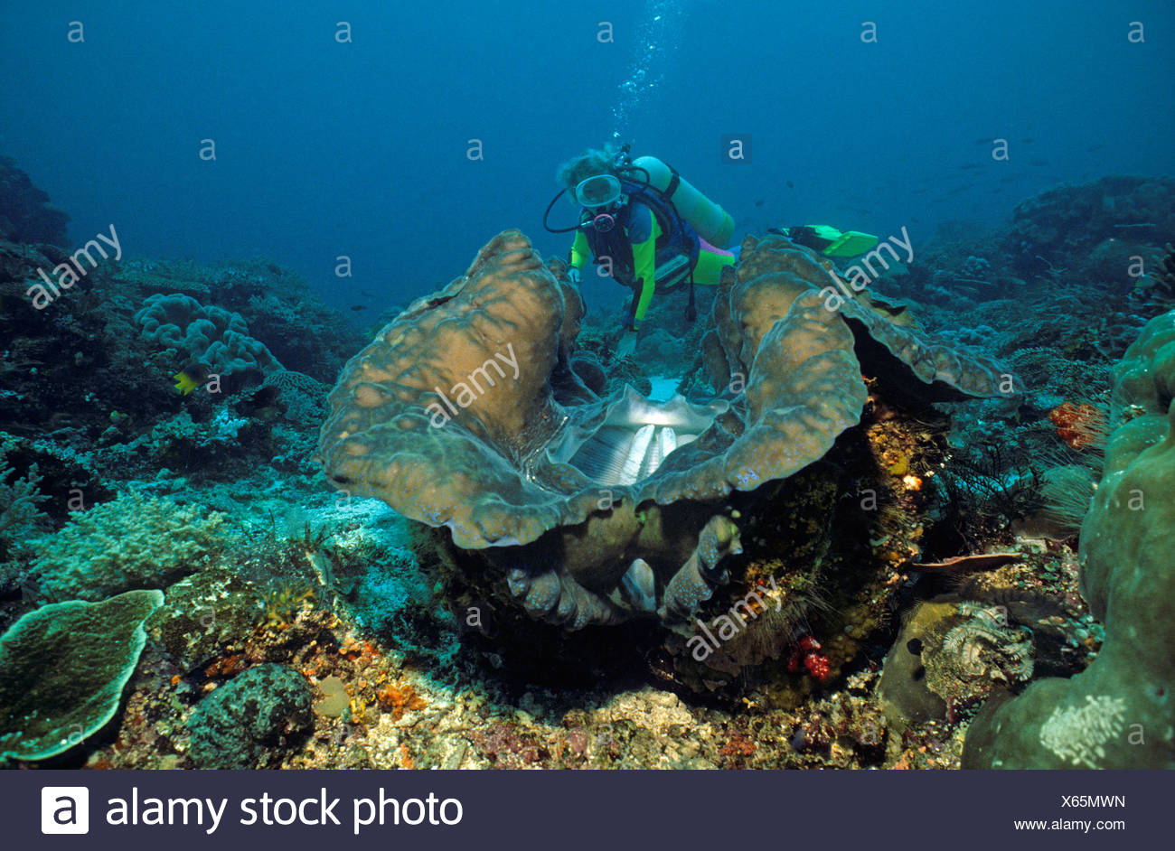 Tridacna Gigas Stockfotos und -bilder Kaufen - Alamy
