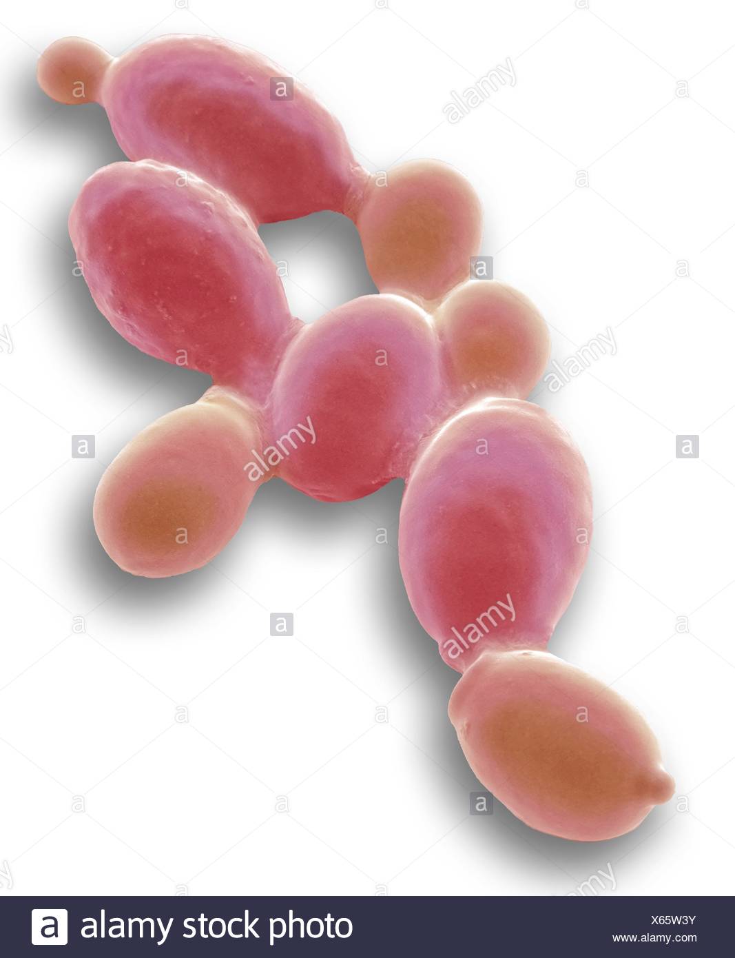 Yeast Cells Stockfotos & Yeast Cells Bilder - Alamy