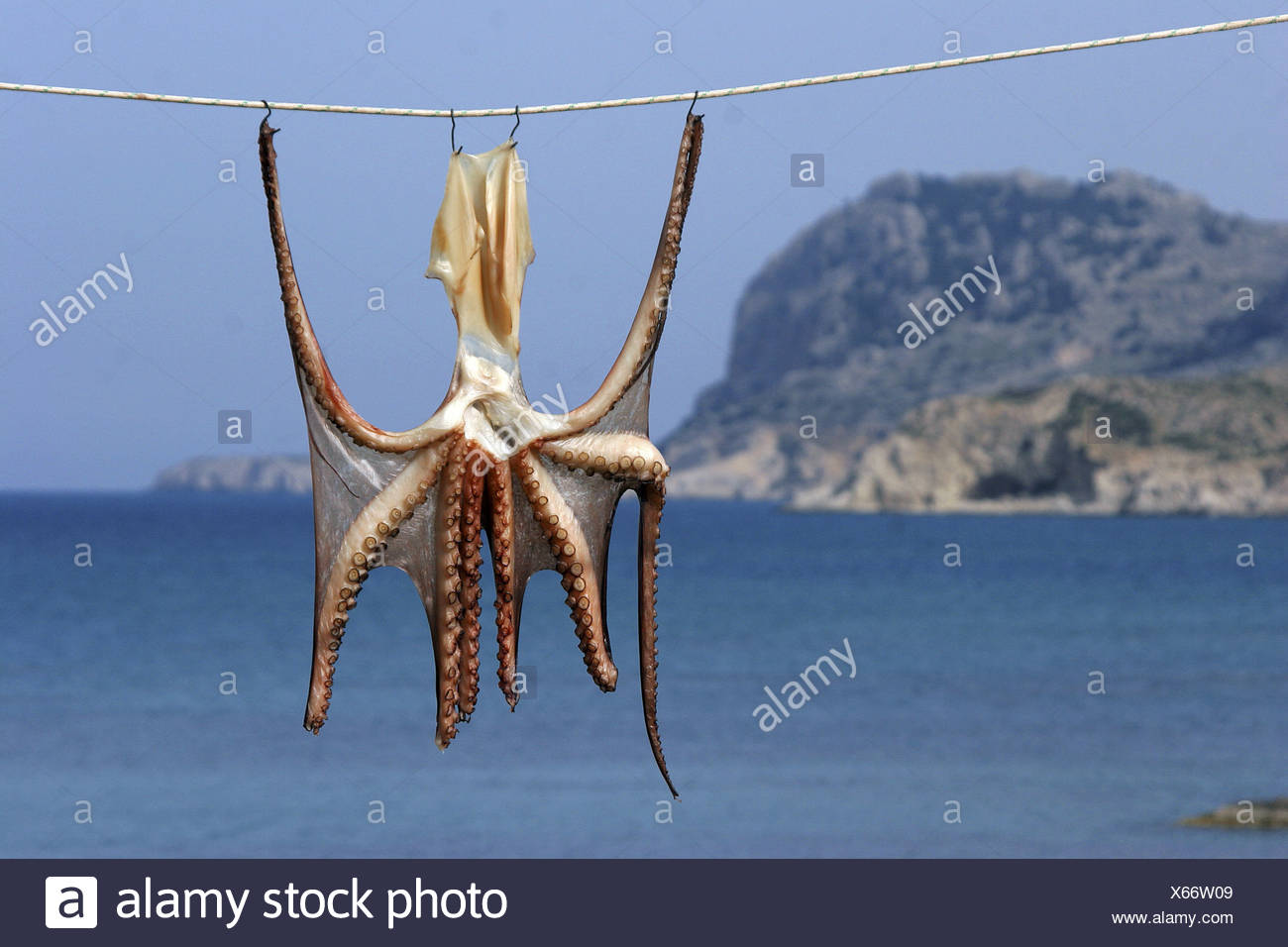 Krake Oktopus Vulgaris Stockfotos und -bilder Kaufen - Alamy