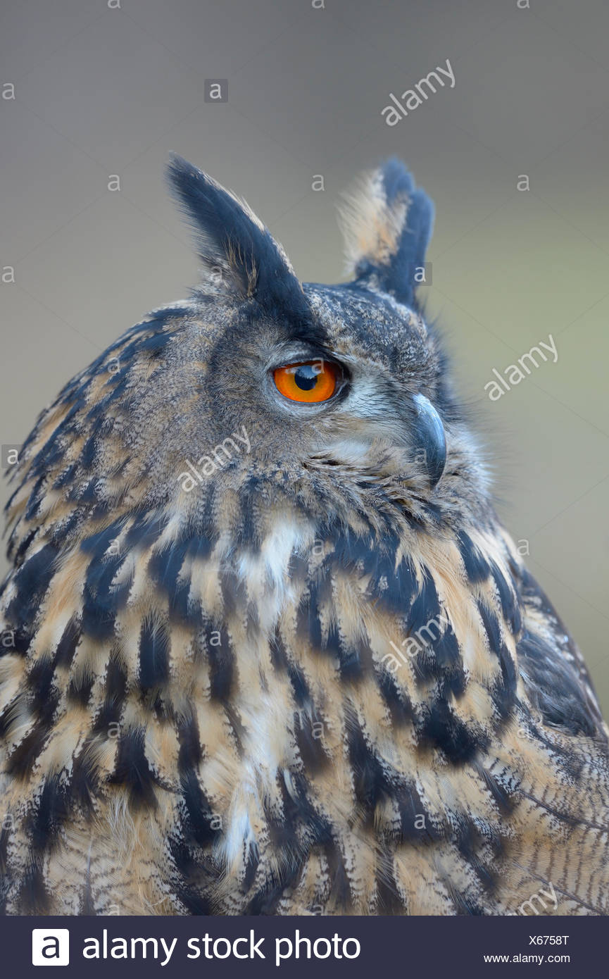 Weibliche Adler Stockfotos und -bilder Kaufen - Alamy