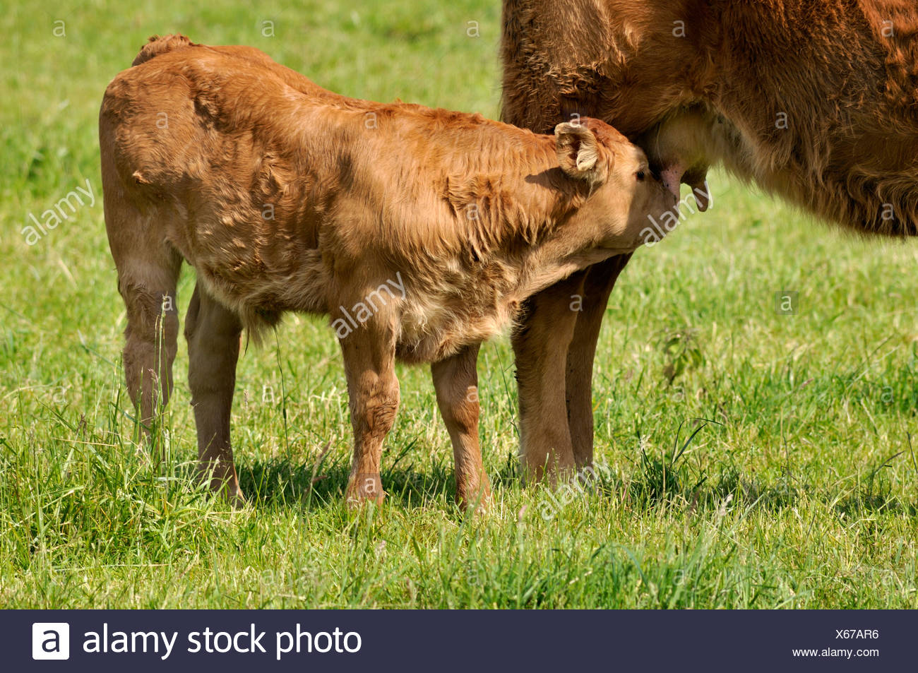 Kuh Mit Euter Stockfotos und -bilder Kaufen - Alamy