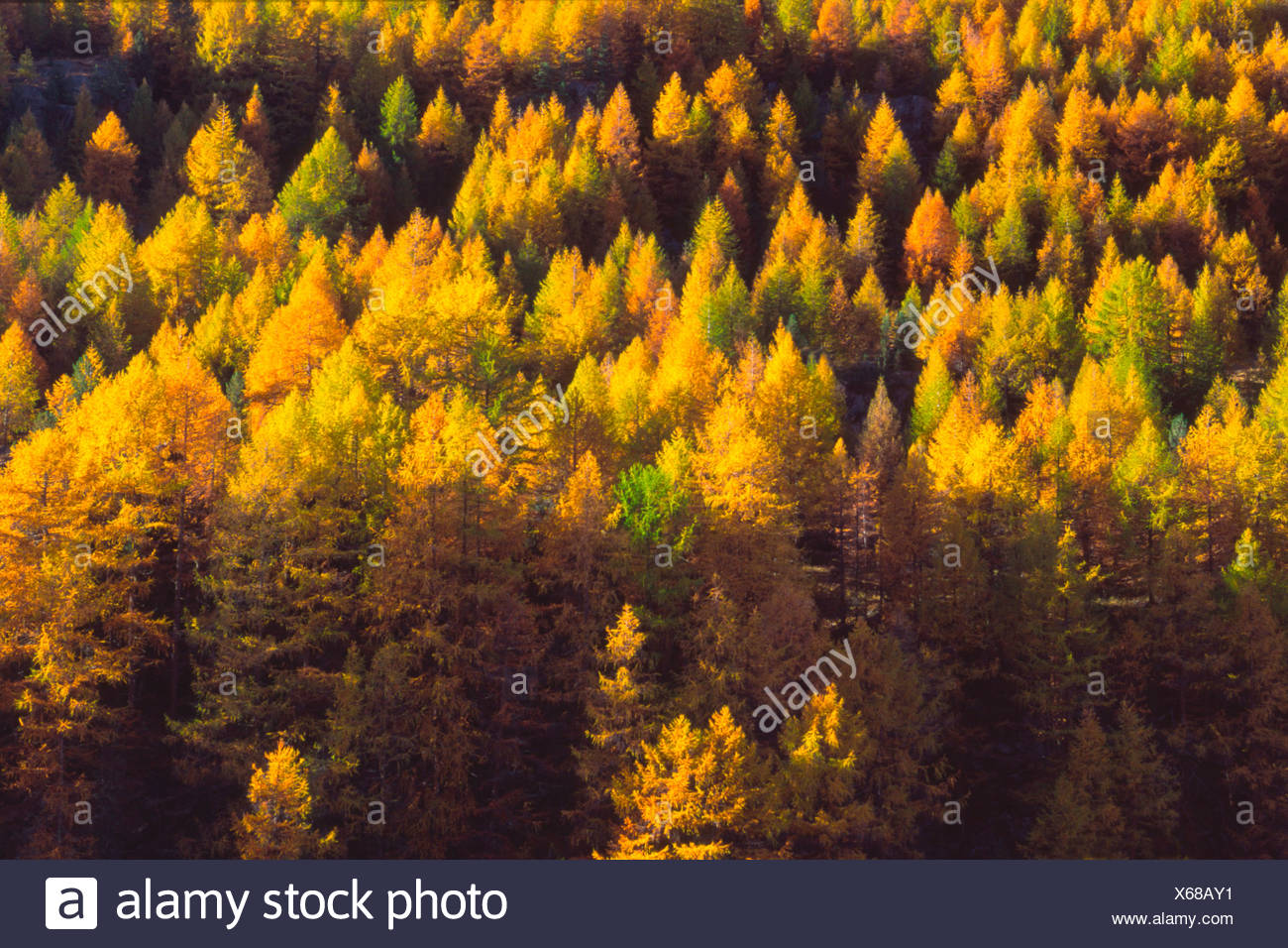 European Larch (larix Decidua) Stockfotos und -bilder Kaufen - Seite 3 ...