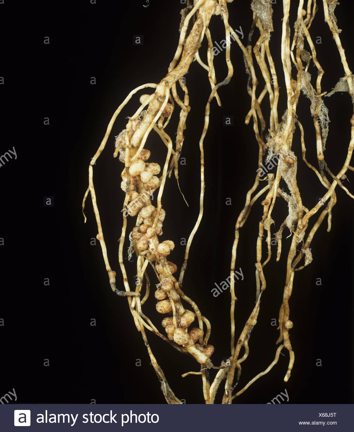 Rhizobium Symbiotisch Stockfotos und -bilder Kaufen - Alamy