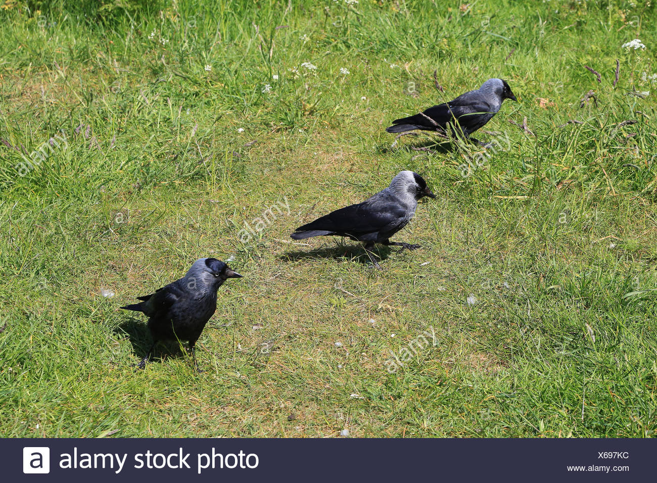Dohlen Corvus Monedula Stockfotos & Dohlen Corvus Monedula Bilder - Alamy