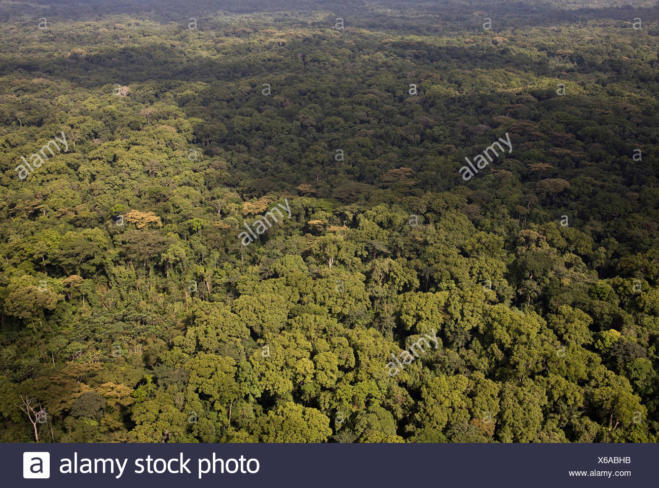 Liberia Rainforest Stockfotos und -bilder Kaufen - Alamy