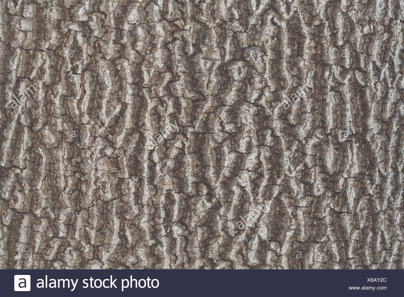 Rinde Baum Baumrinde Bark Tree Stockfotos & Rinde Baum Baumrinde Bark ...