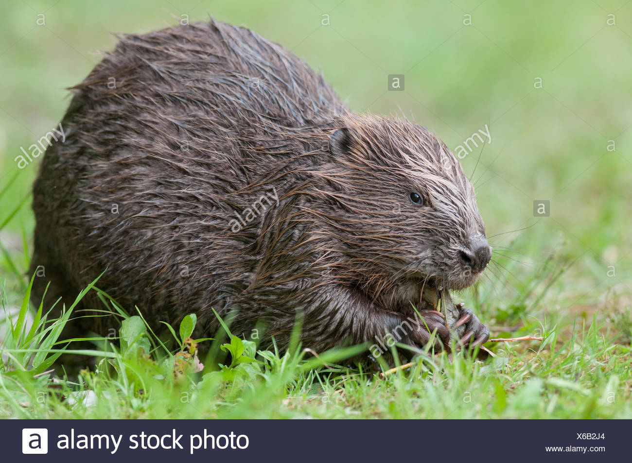 Erwachsener Biber Stockfotos und -bilder Kaufen - Alamy
