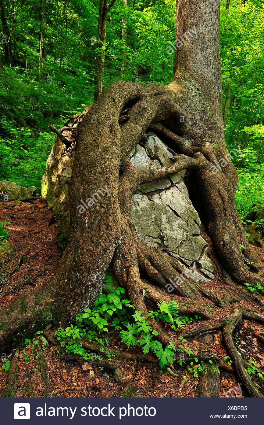 Spruce Root Stockfotos und -bilder Kaufen - Alamy
